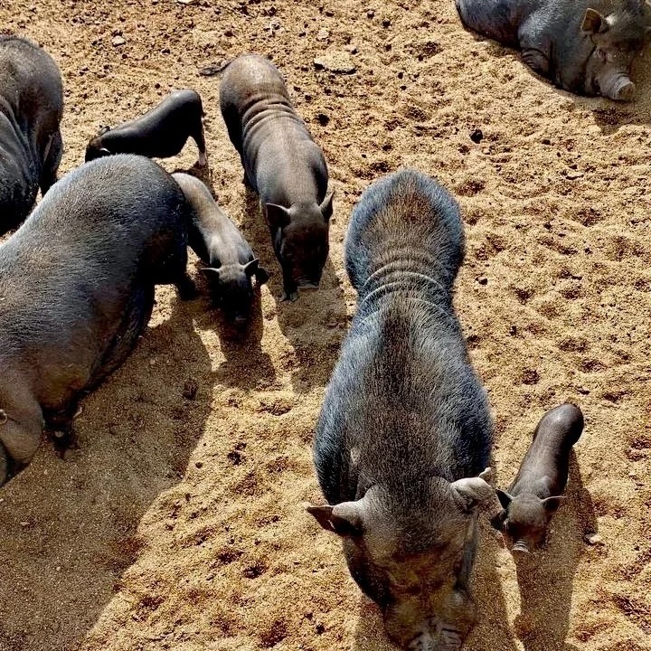 pig | Achna (Cyprus) Lake Park, Donkey Park, Animal Park